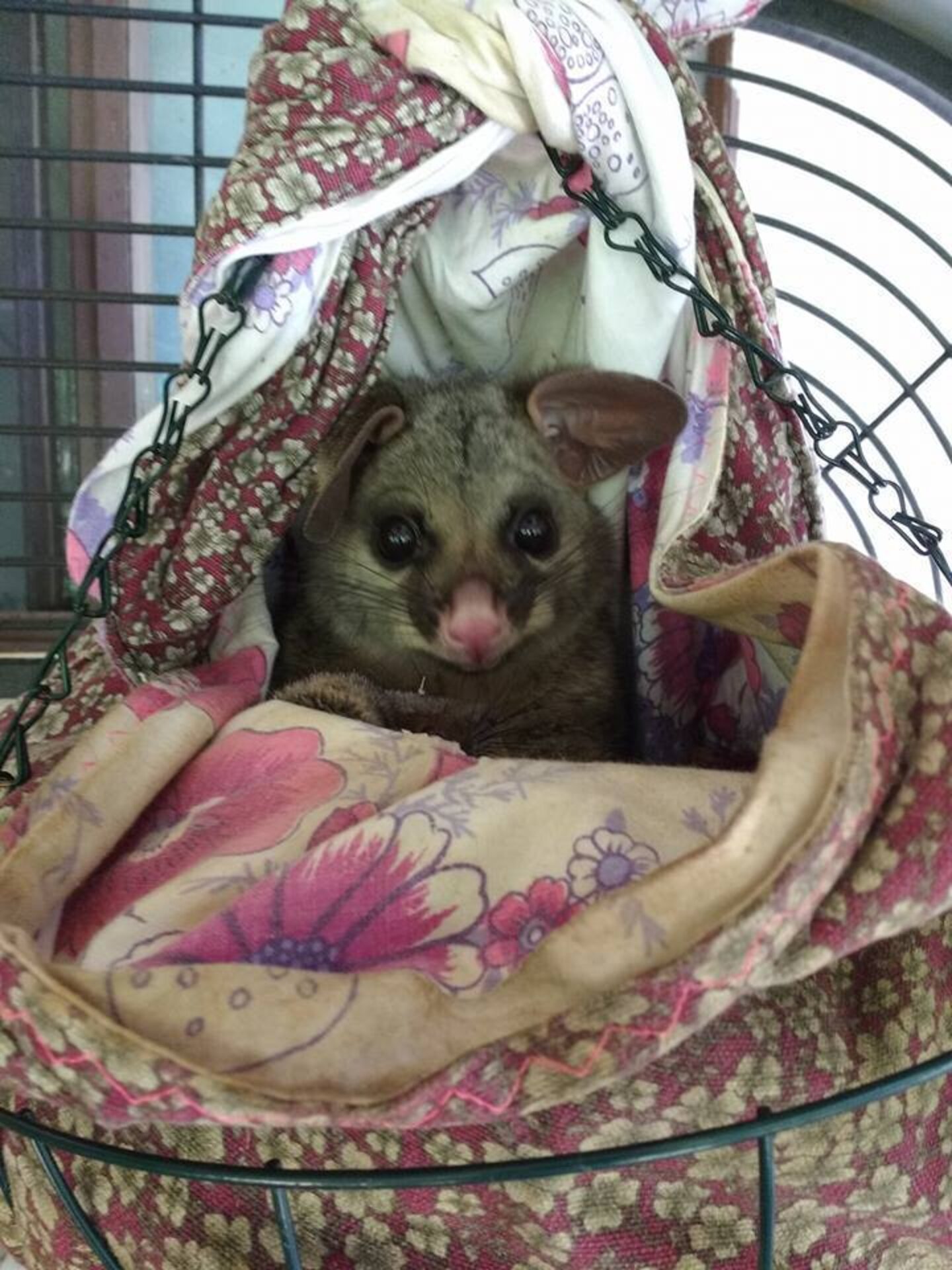 Orphaned Possum Who Survived Cat Attack Loves Cuddling Up To His ...