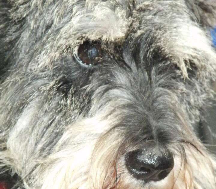 Woman Rescues Hundreds Of Stray Dogs In Costa Rica - The Dodo