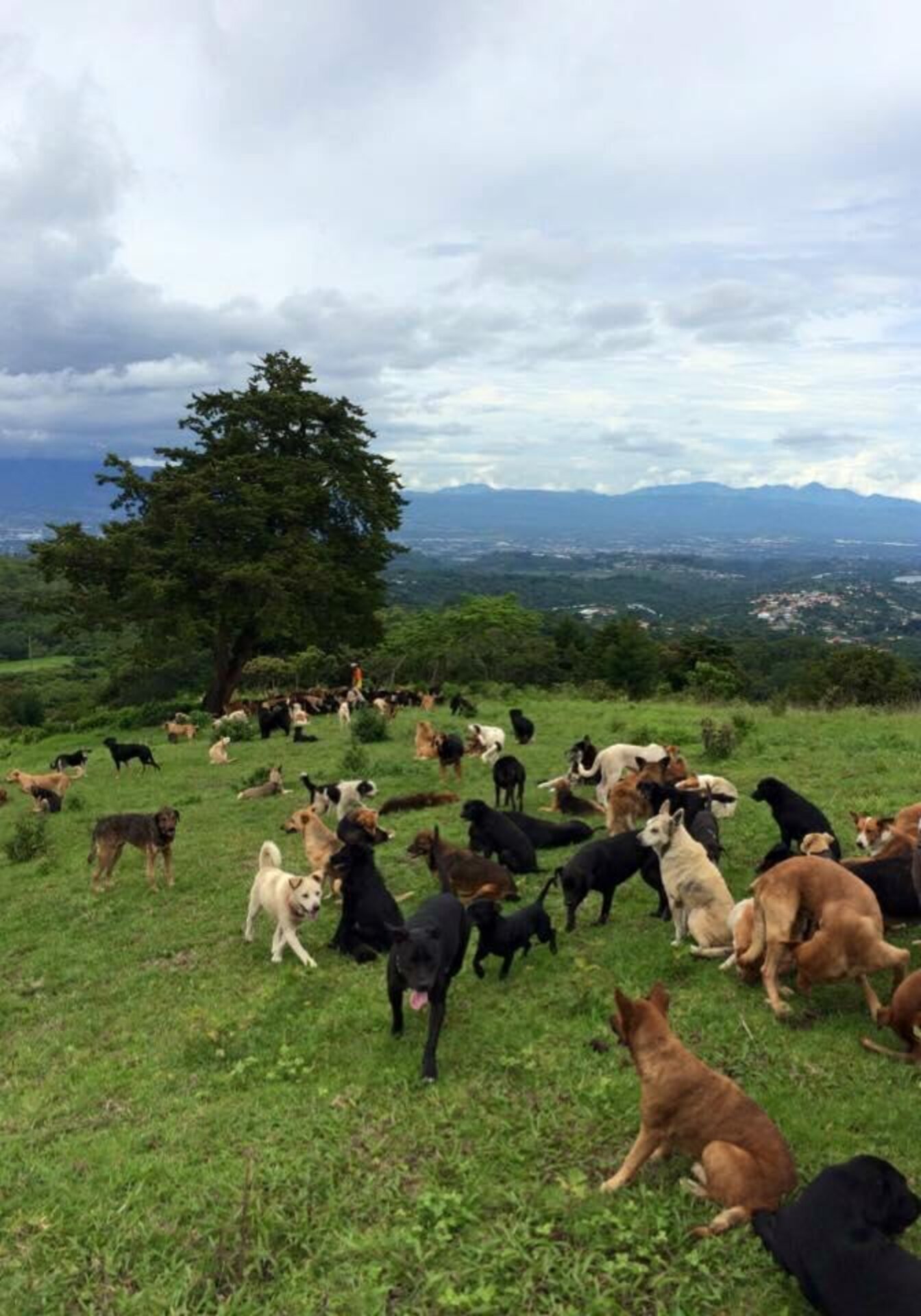 Woman Rescues Hundreds Of Stray Dogs In Costa Rica - The Dodo