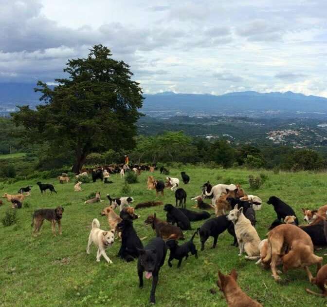 Woman Rescues Hundreds Of Stray Dogs In Costa Rica - The Dodo