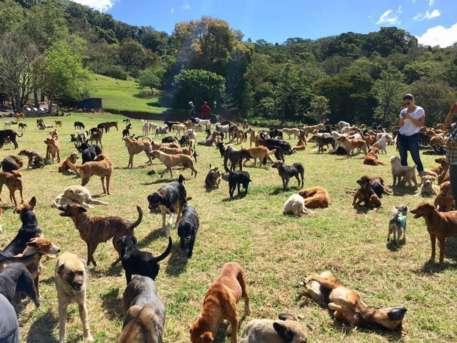 Woman Rescues Hundreds Of Stray Dogs In Costa Rica - The Dodo