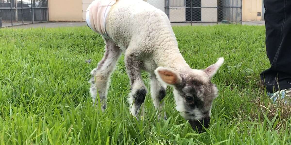 3-Legged Lamb Loves To Run Around - The Dodo