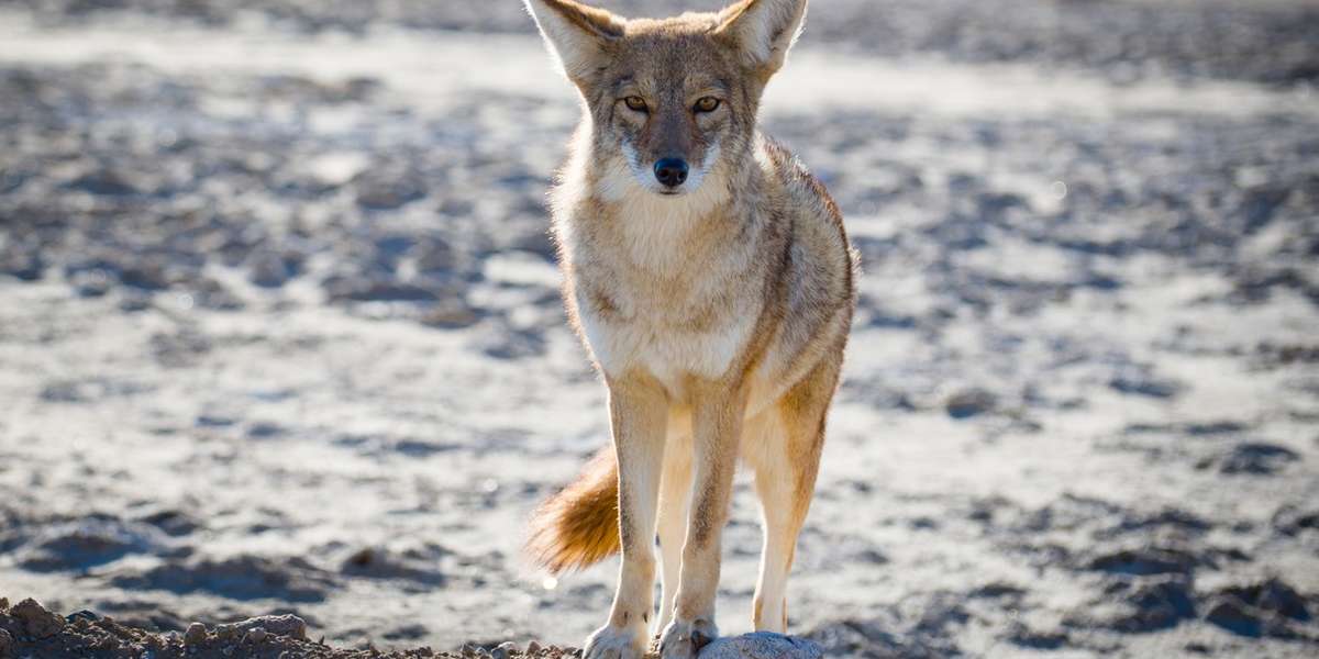 Coyote Keeps Guard Over Fatally-Wounded Mate Caught In Trap - The Dodo