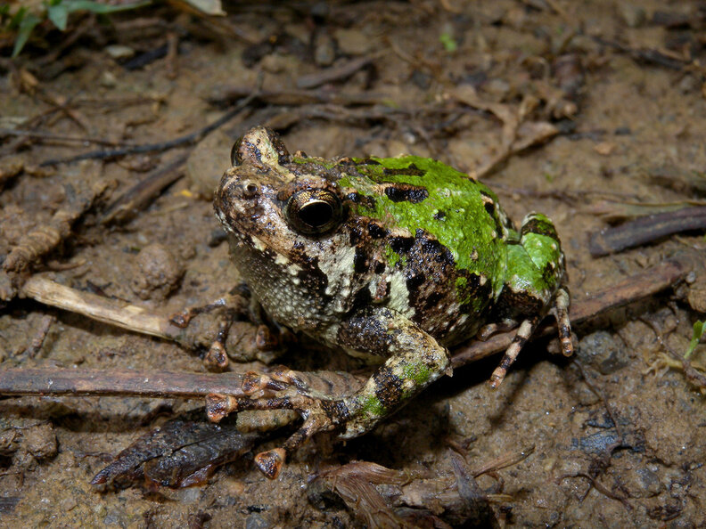 7 Frogs That Are Wonderful Because They're So Weird - The Dodo