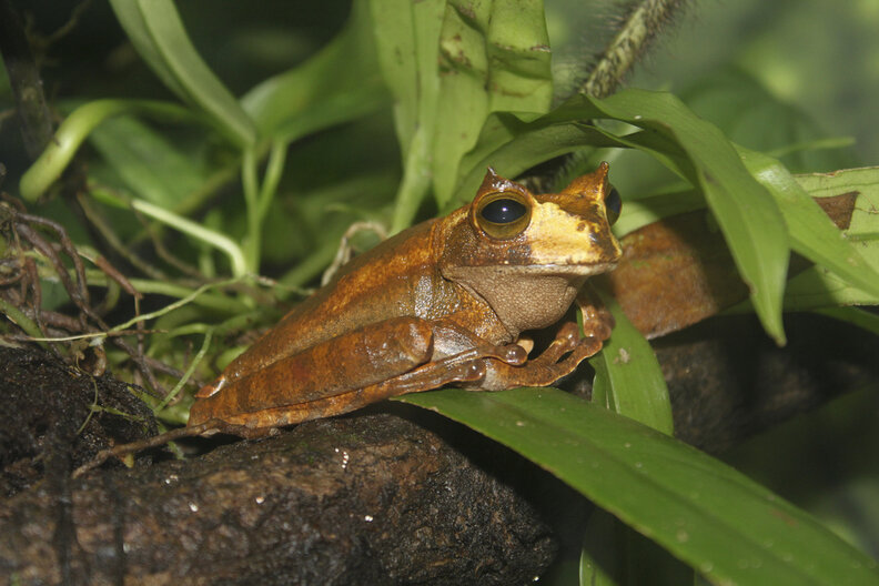 7 Frogs That Are Wonderful Because They're So Weird - The Dodo