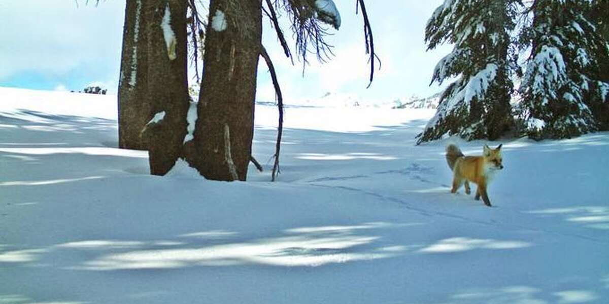 Rare Red Fox Spotted Taking A Snowy Stroll In Yosemite Park - The Dodo