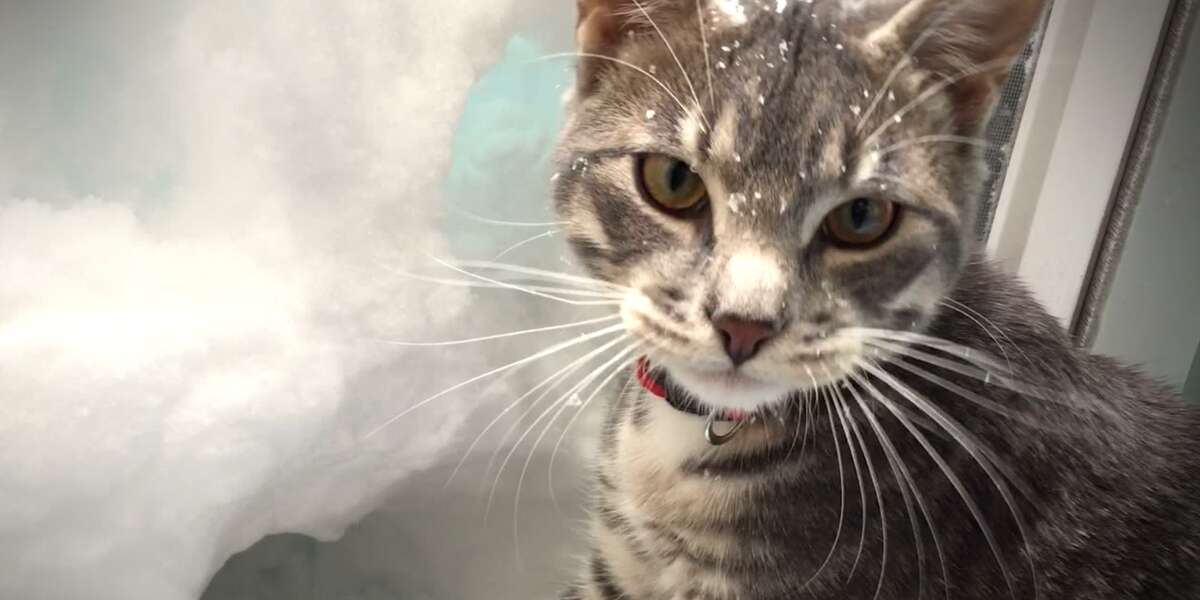 Cat Makes Igloo From His Kitchen - The Dodo