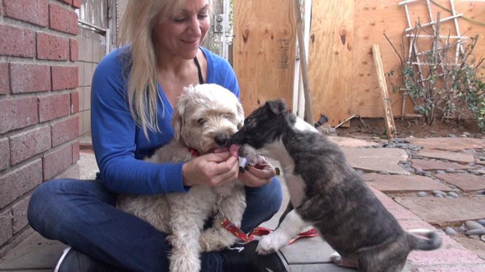 Frightened Street Dog Loses 3 Pounds Of Fur — And Gains A Little Hope ...