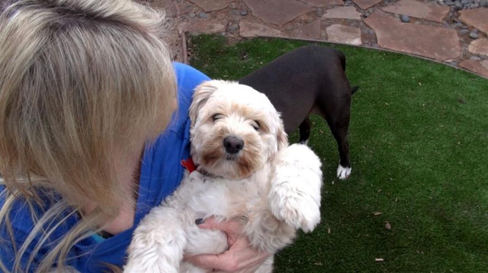 Frightened Street Dog Loses 3 Pounds Of Fur — And Gains A Little Hope ...