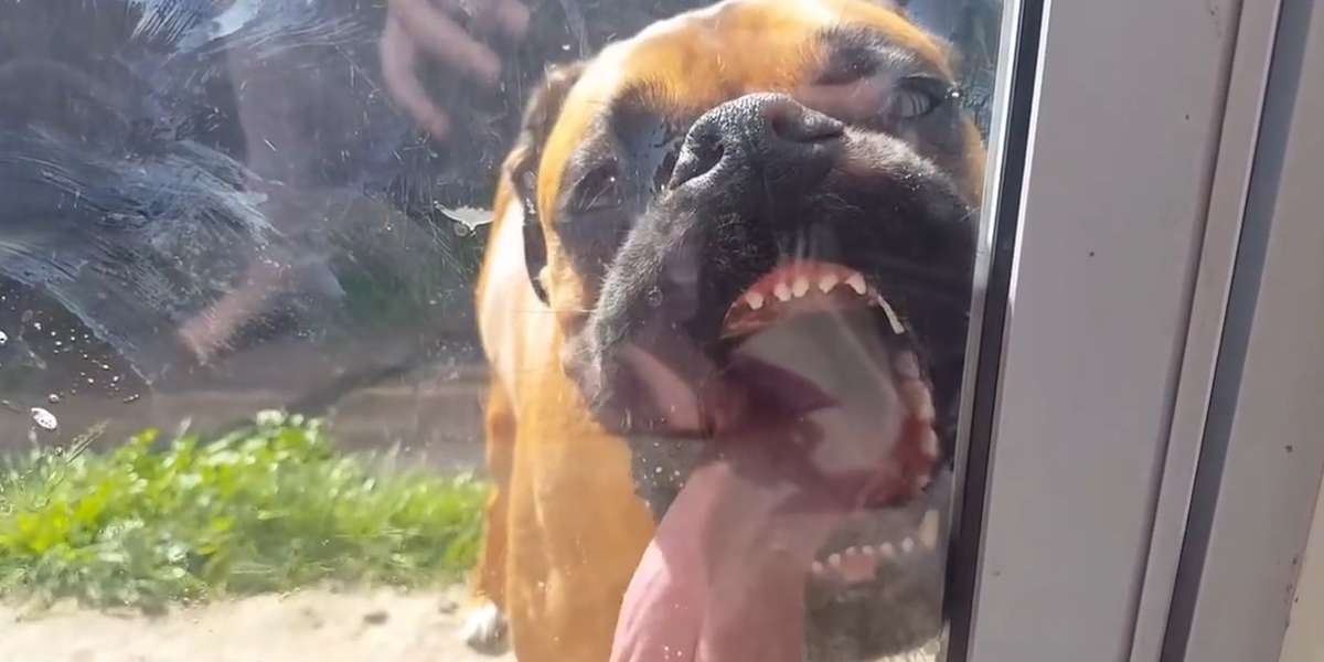 Dog REALLY Wants To Come Inside video - The Dodo