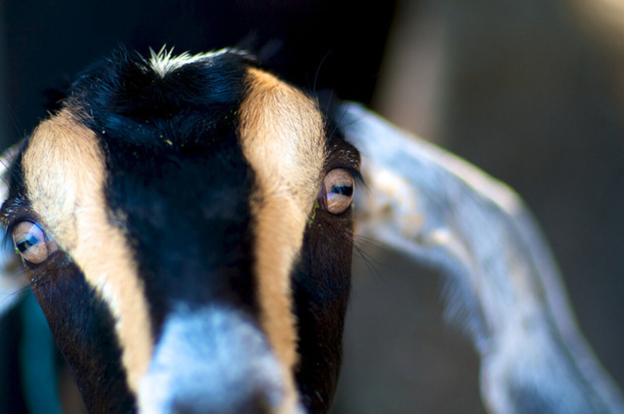 8 Animals With Amazing Eyes - The Dodo
