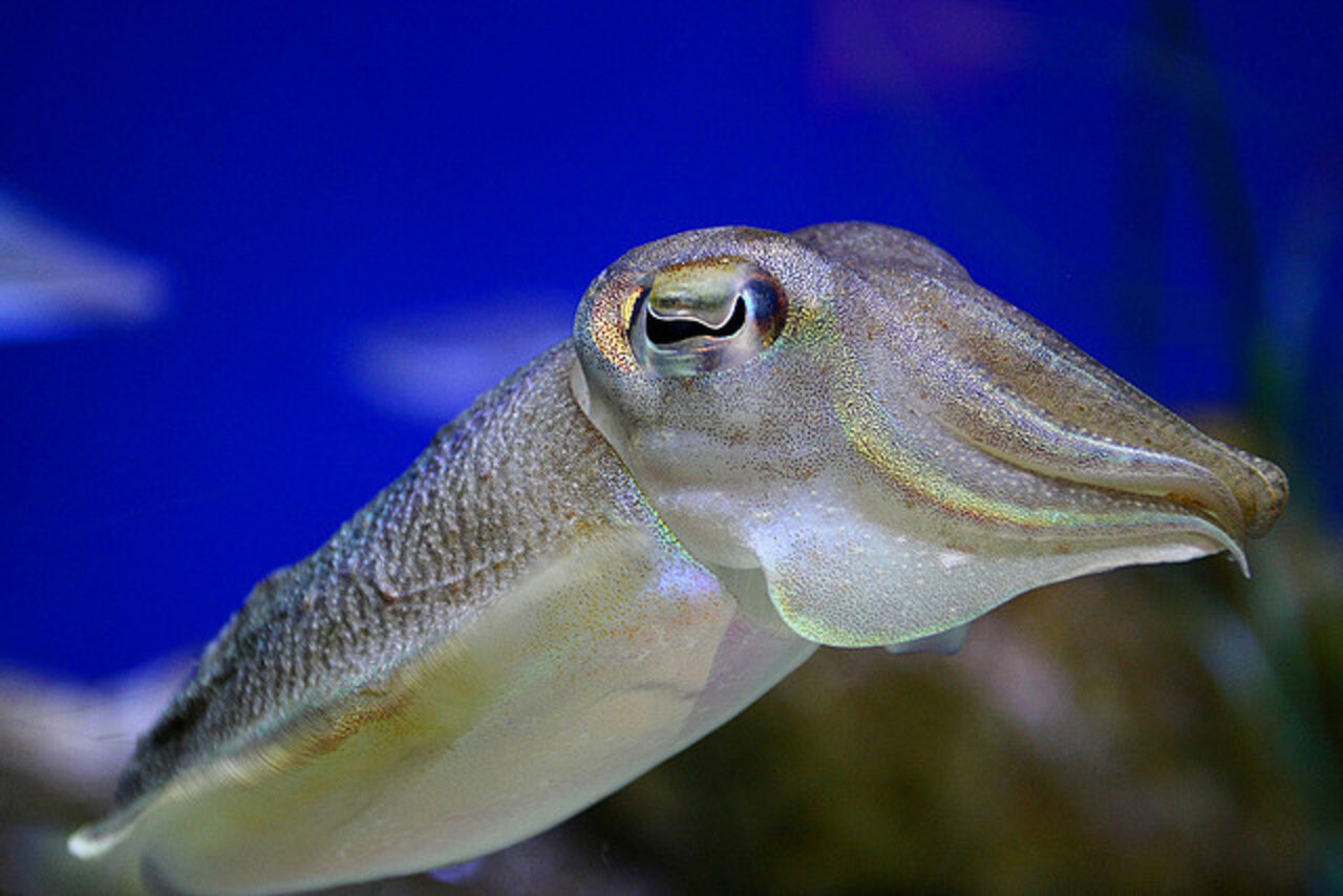 8 Animals With Amazing Eyes - The Dodo