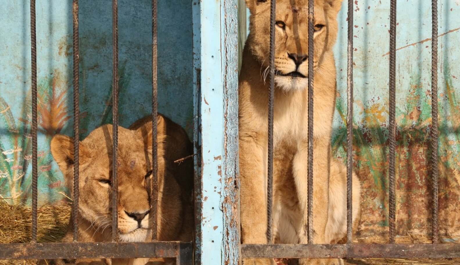 Animals Left To Die At Abandoned Zoo Are Losing Their Minds - The Dodo