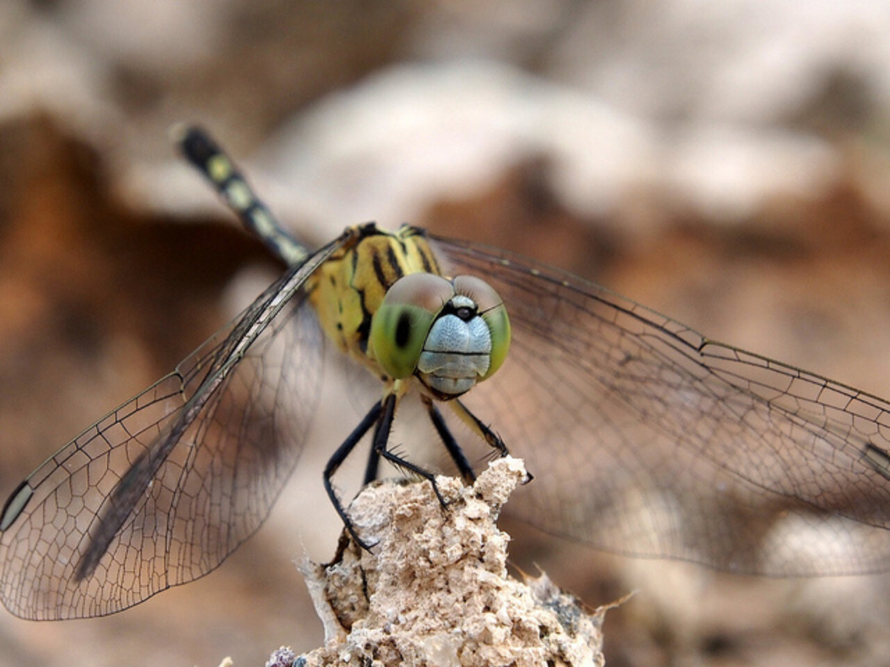 8 Animals With Amazing Eyes - The Dodo