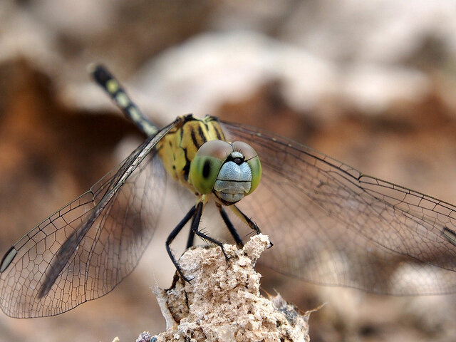 8 Animals With Amazing Eyes - The Dodo