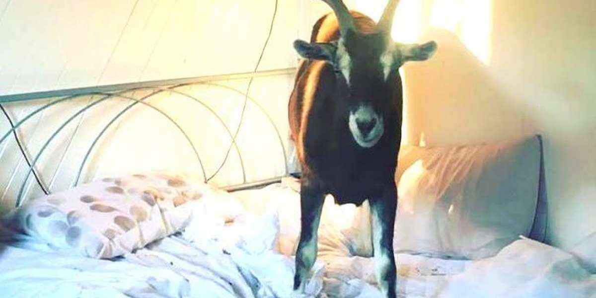 Rescue Goat Does Whatever He Feels Like, All The Time - The Dodo
