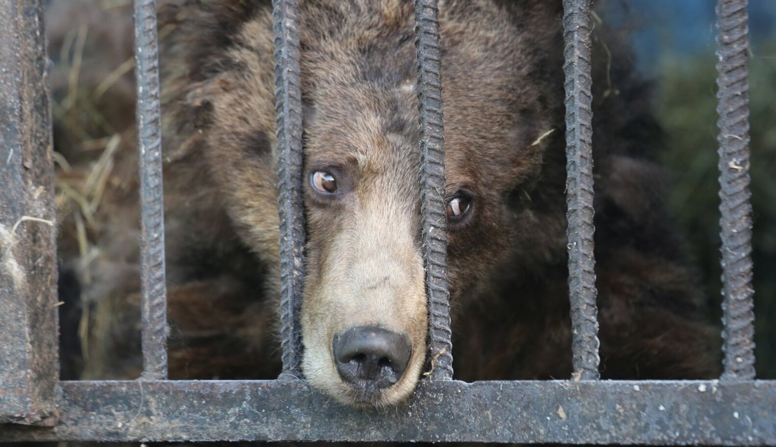 Animals Left To Die At Abandoned Zoo Are Losing Their Minds - The Dodo