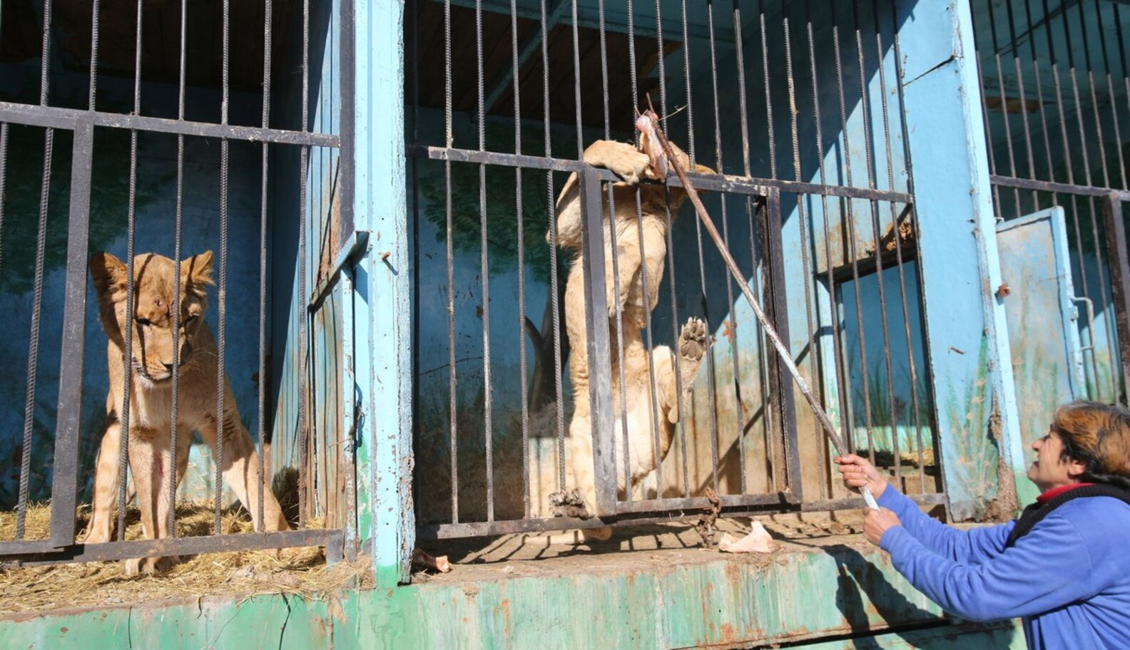 Animals Left To Die At Abandoned Zoo Are Losing Their Minds - The Dodo