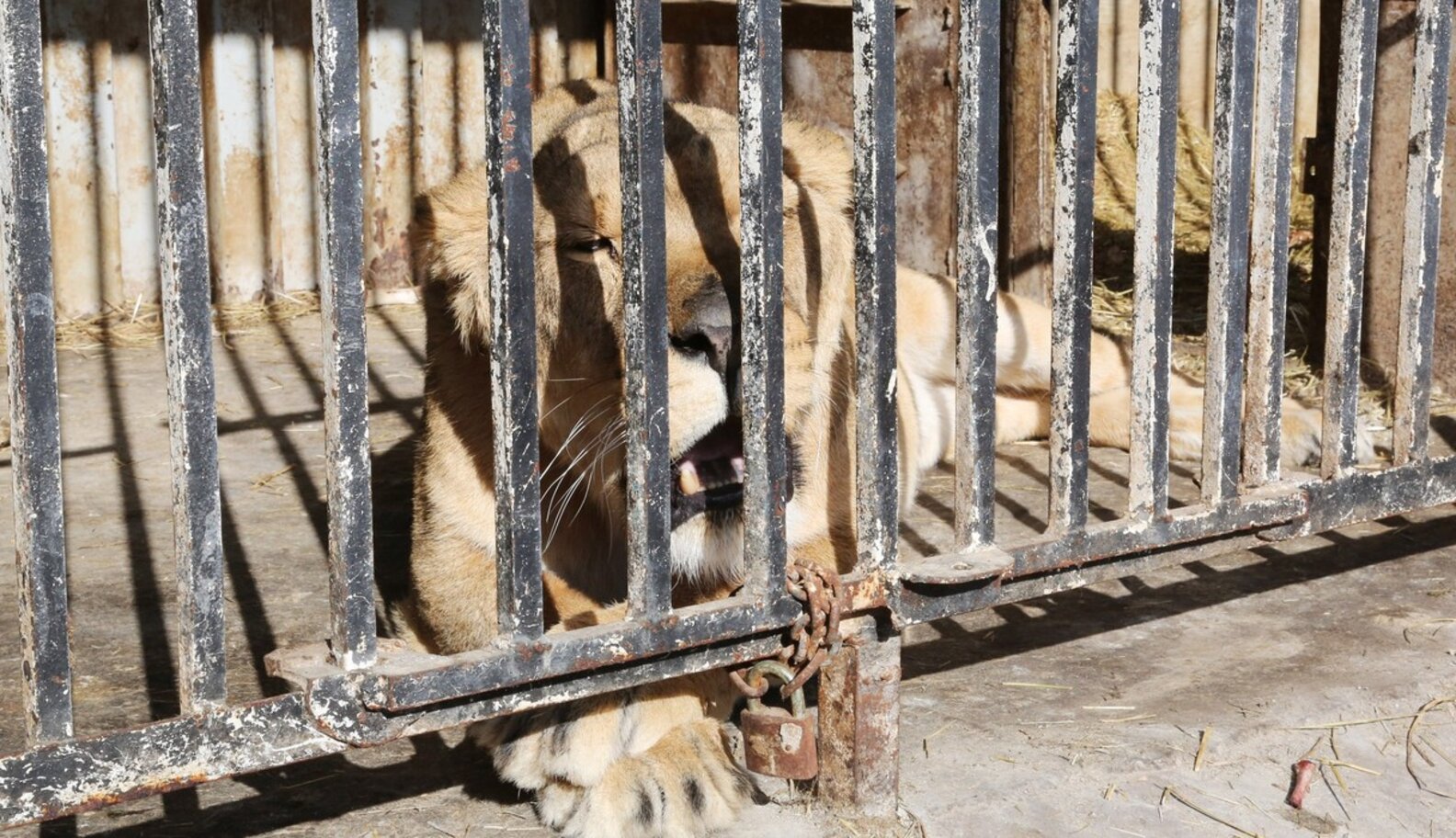 Animals Left To Die At Abandoned Zoo Are Losing Their Minds - The Dodo