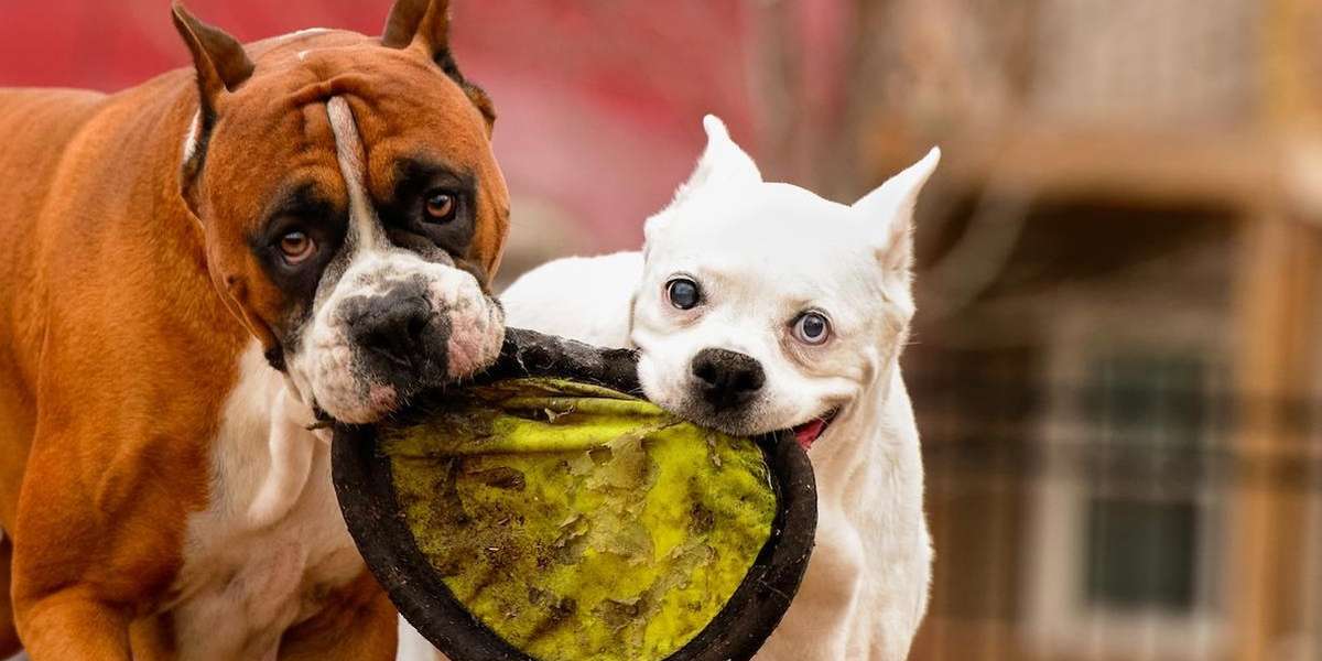 13 Ways To Improve Your Life Right Now, According To Dogs - The Dodo