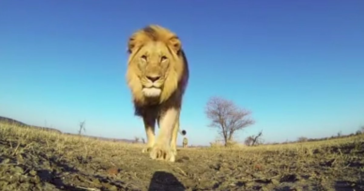 Lions Pounce At The Chance To Be On Film - The Dodo