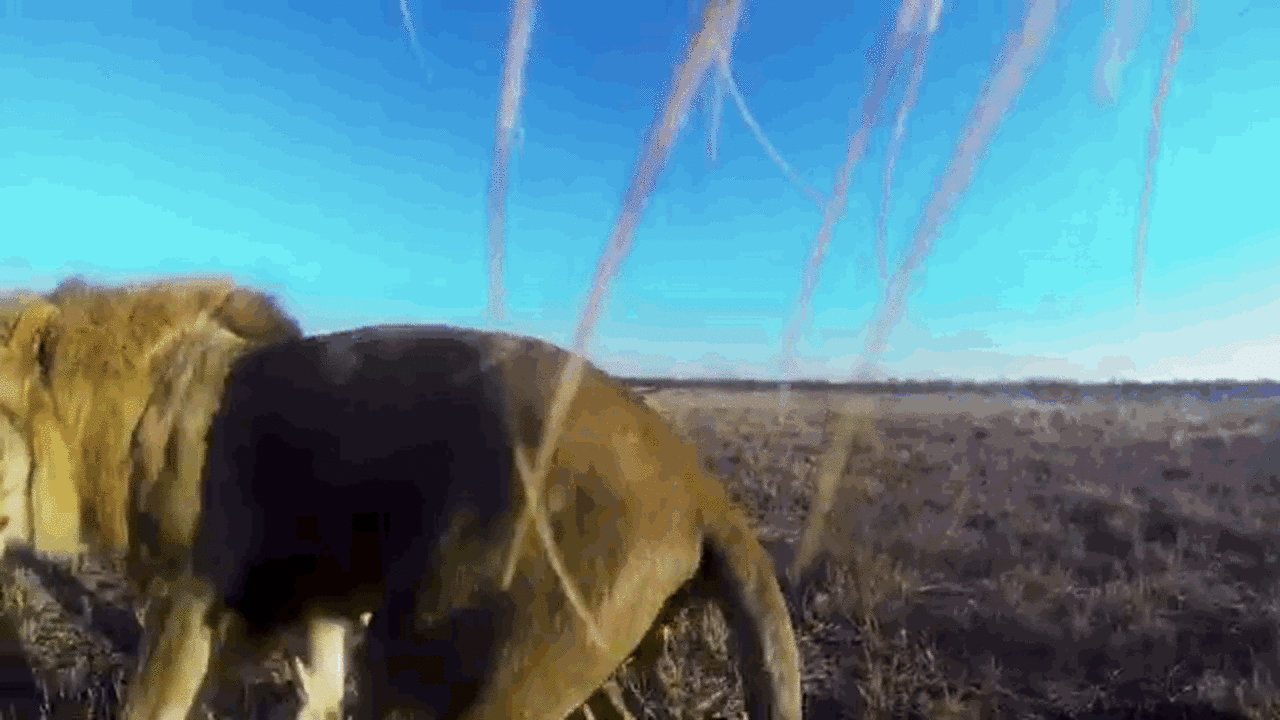 Lions Pounce At The Chance To Be On Film - The Dodo