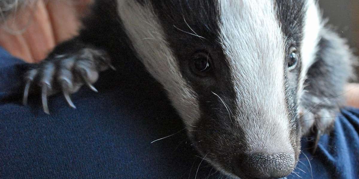 Nervous Baby Badger Relaxes Now That He's Finally Safe - The Dodo