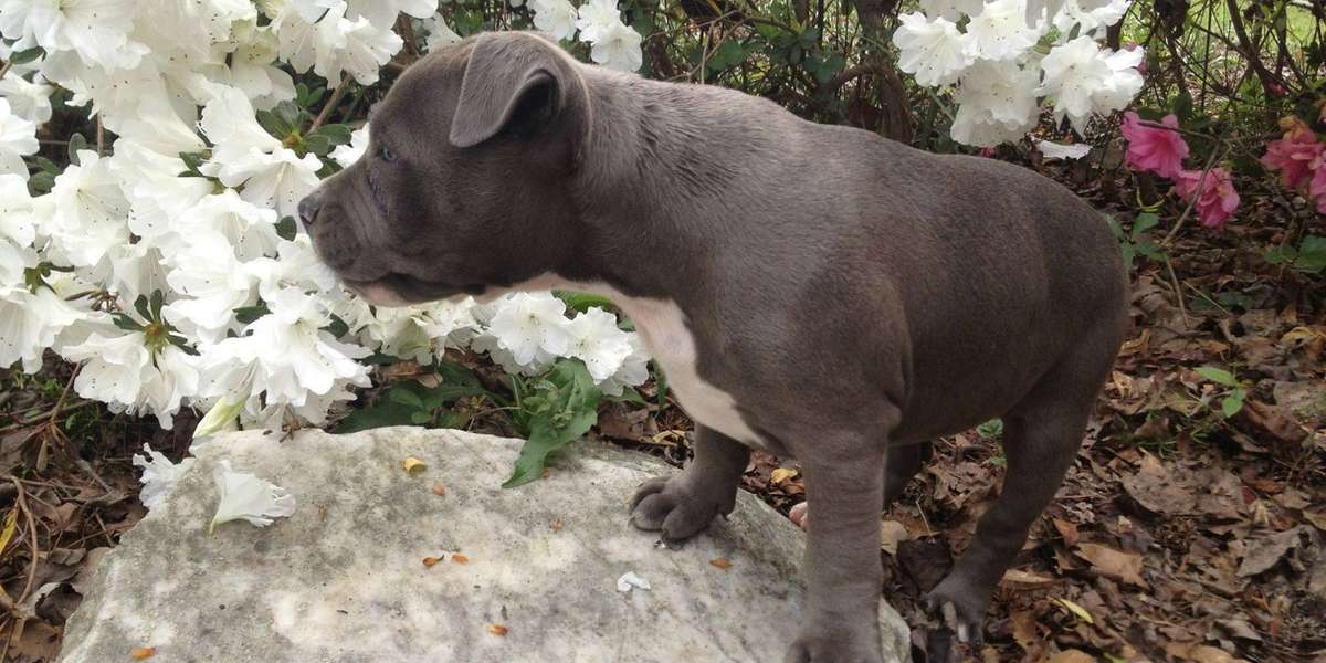 28 Pets Who Are Already Dreaming Of Spring - The Dodo