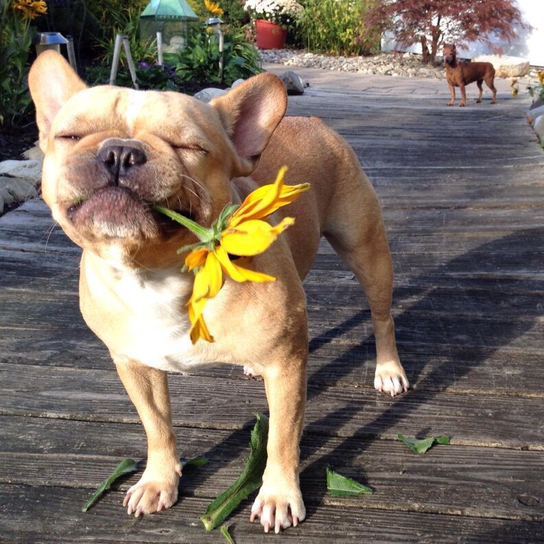 28 Pets Who Are Already Dreaming Of Spring - The Dodo