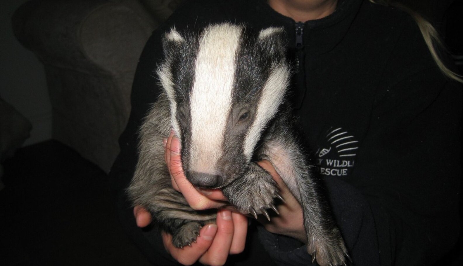 Nervous Baby Badger Relaxes Now That He's Finally Safe - The Dodo