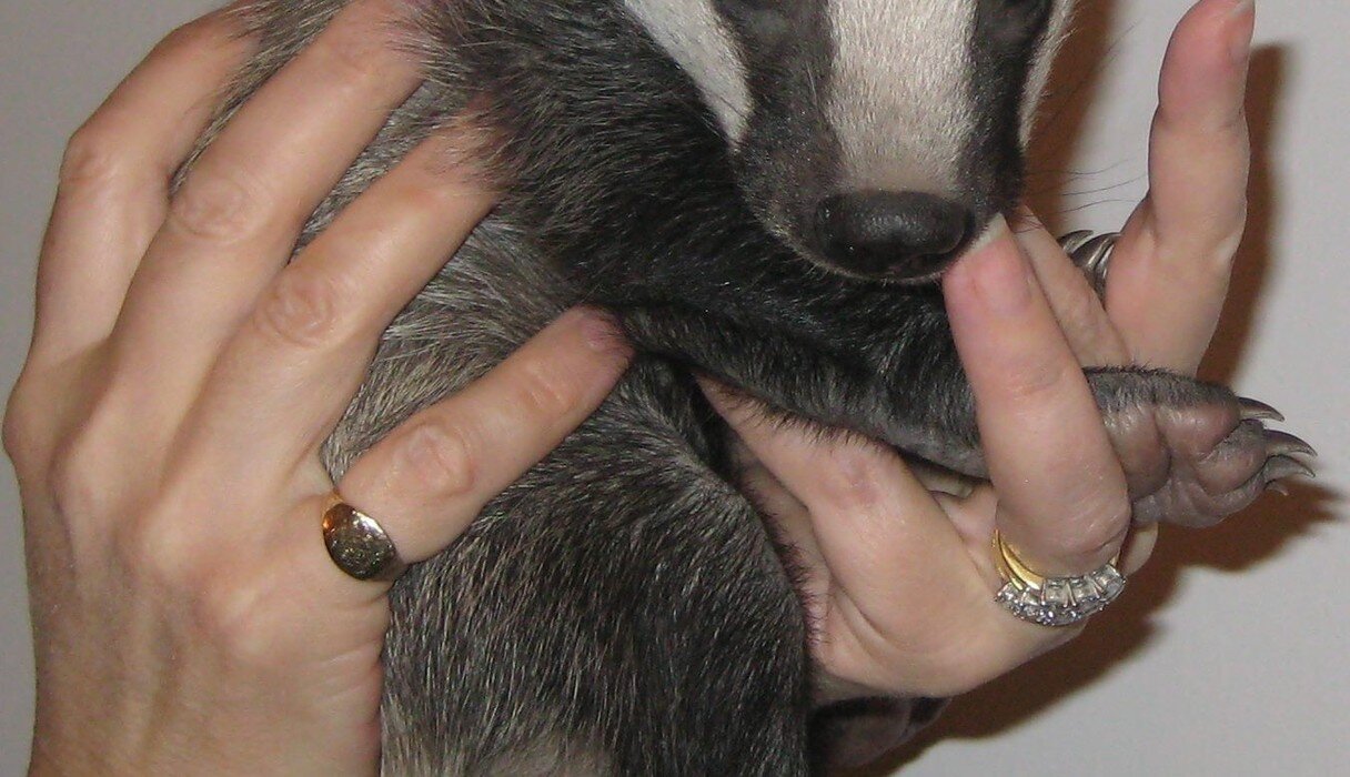 Nervous Baby Badger Relaxes Now That He's Finally Safe - The Dodo