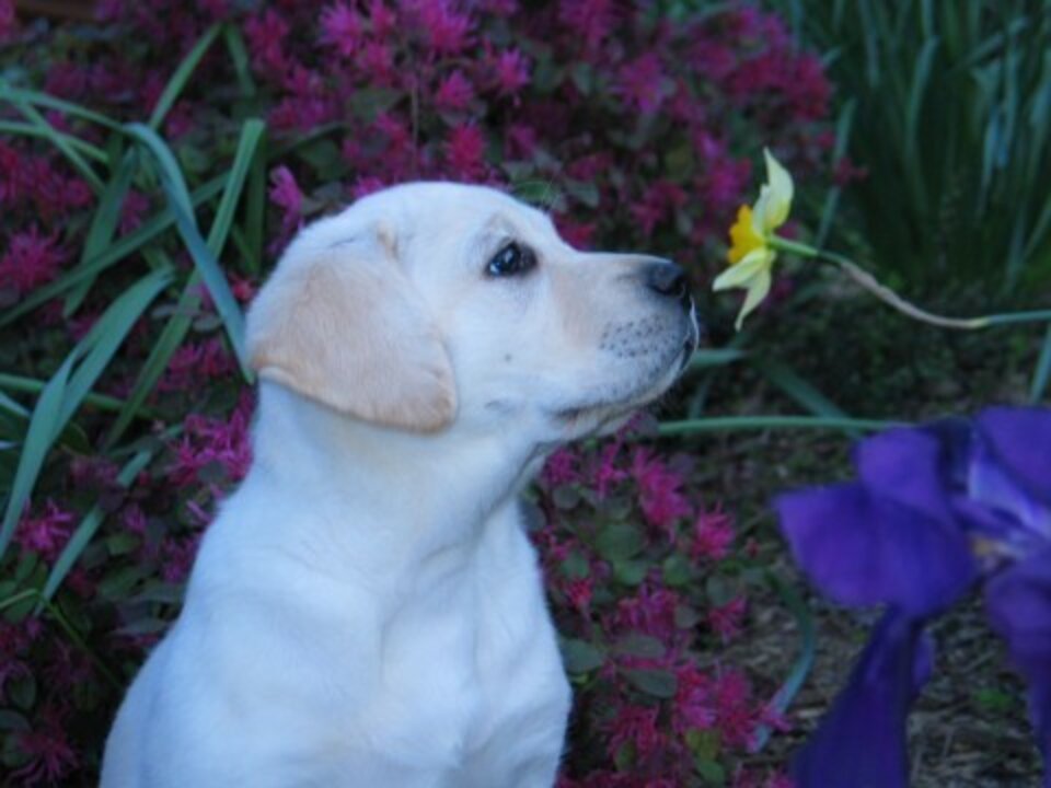 28 Pets Who Are Already Dreaming Of Spring - The Dodo
