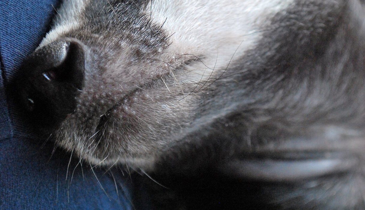 Nervous Baby Badger Relaxes Now That He's Finally Safe - The Dodo