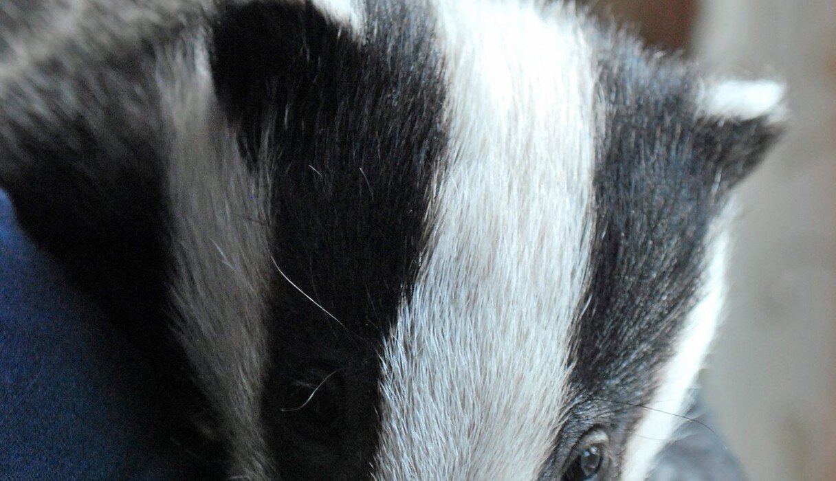 Nervous Baby Badger Relaxes Now That He's Finally Safe - The Dodo