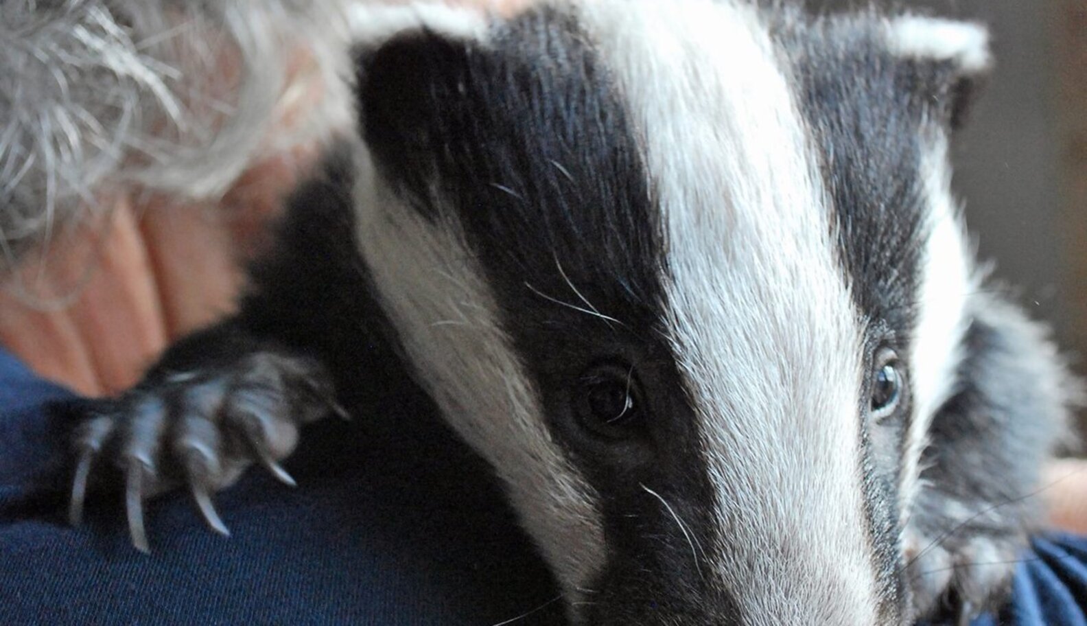 Nervous Baby Badger Relaxes Now That He's Finally Safe - The Dodo