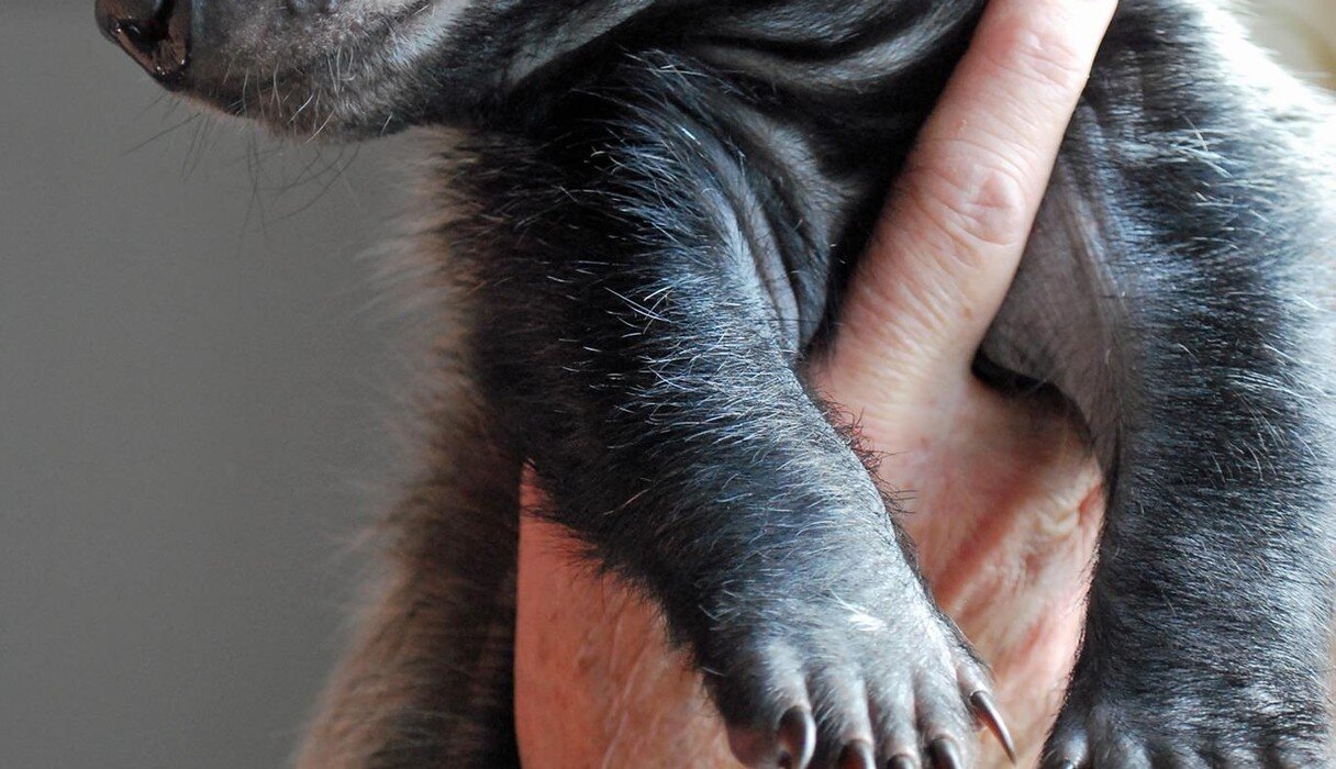Nervous Baby Badger Relaxes Now That He's Finally Safe - The Dodo