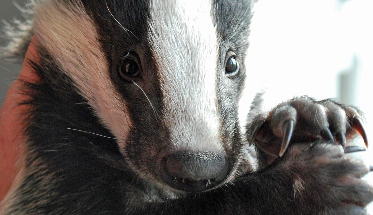 Nervous Baby Badger Relaxes Now That He's Finally Safe - The Dodo