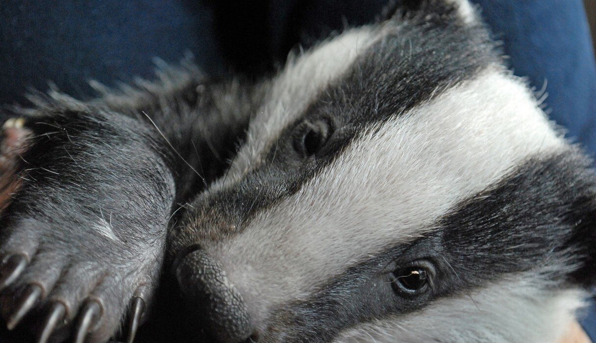 Nervous Baby Badger Relaxes Now That He's Finally Safe - The Dodo