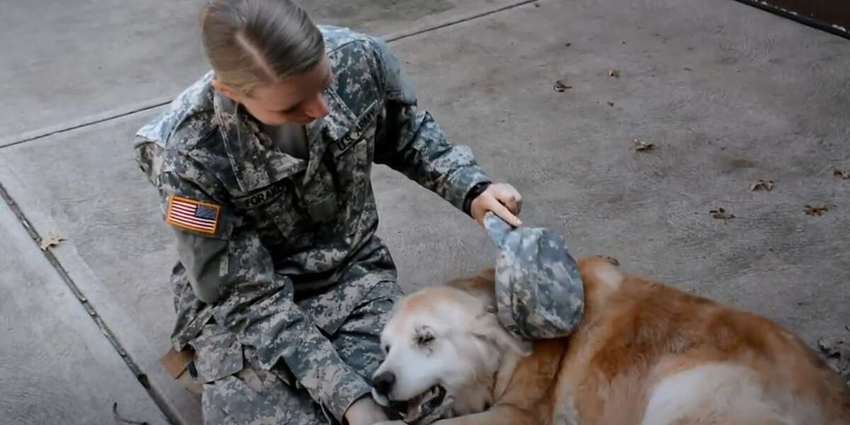 These Dogs Are Reuniting With Veterans Who Just Got Home - The Dodo
