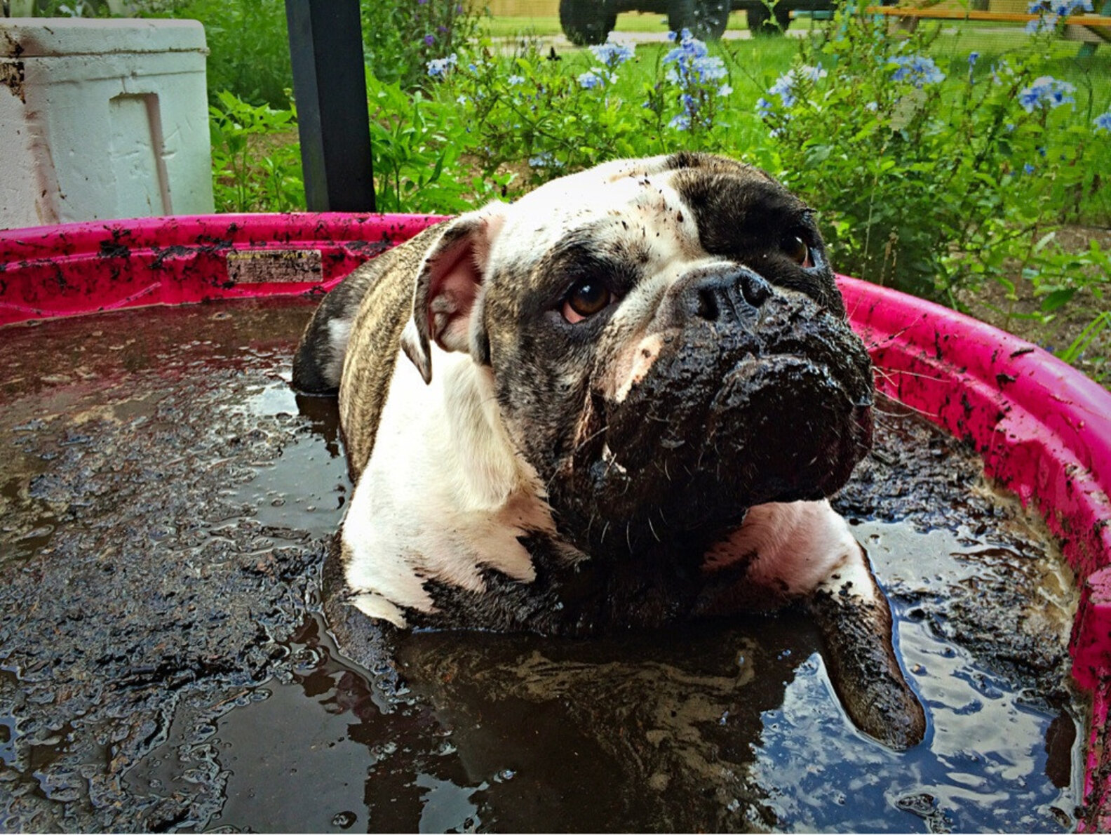 28 Pets Who Are Already Dreaming Of Spring - The Dodo