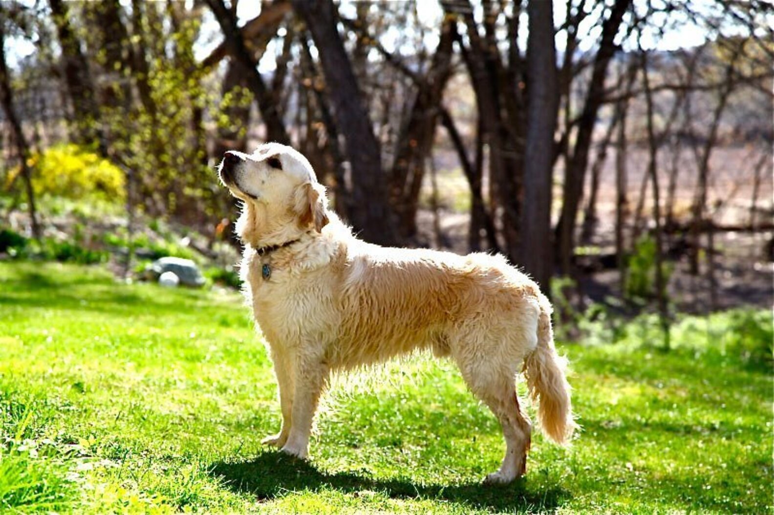 28 Pets Who Are Already Dreaming Of Spring - The Dodo