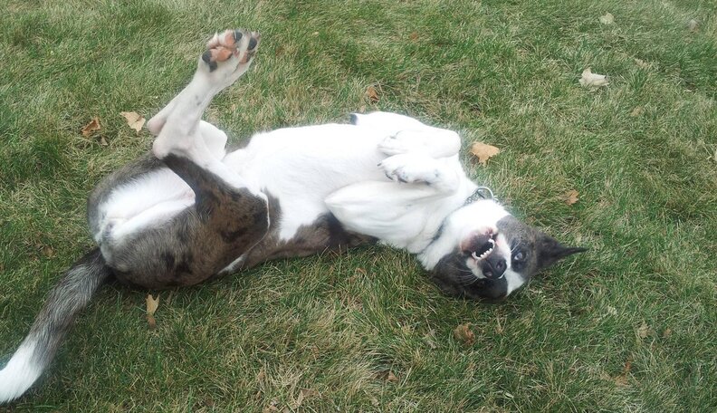 28 Pets Who Are Already Dreaming Of Spring - The Dodo