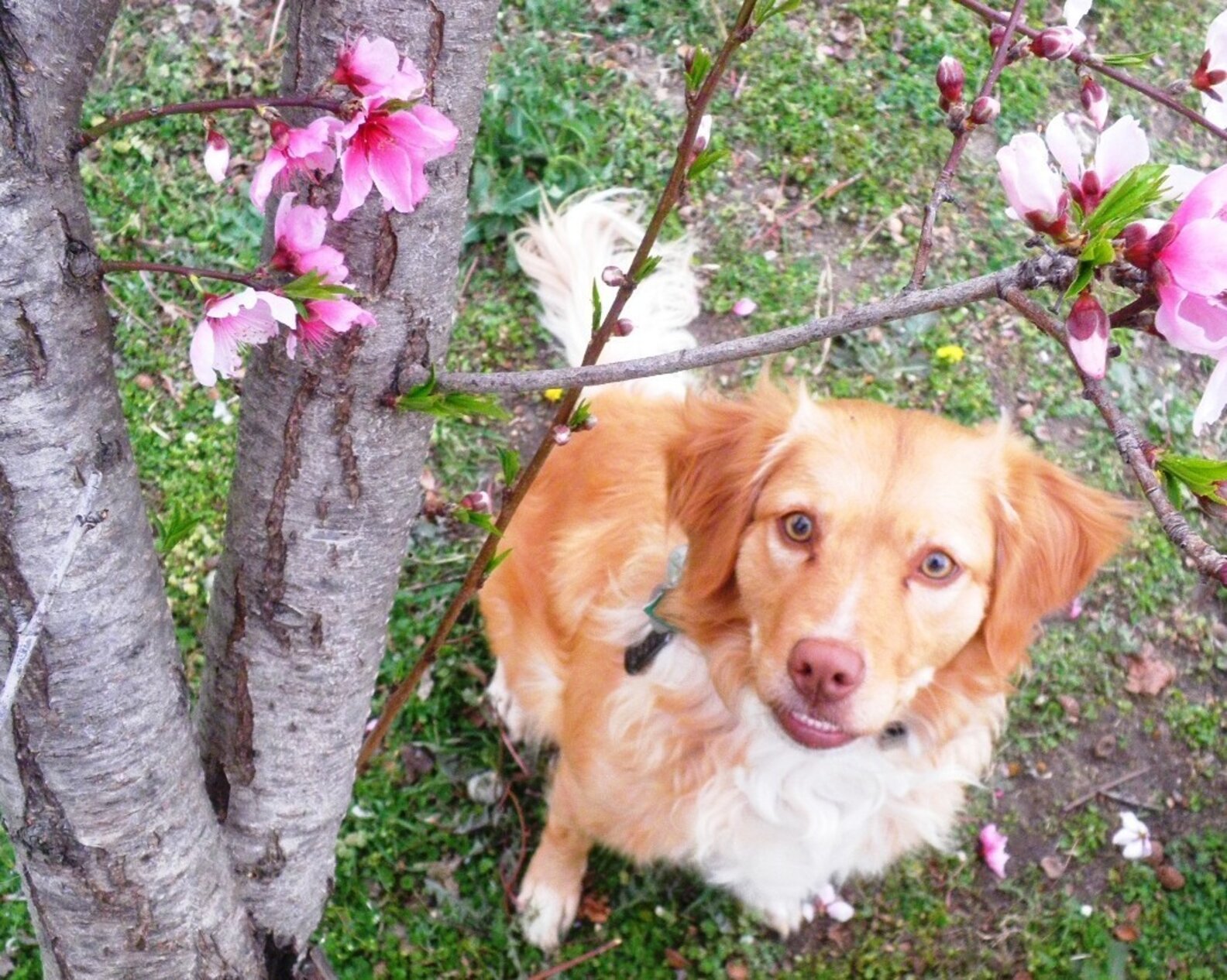 28 Pets Who Are Already Dreaming Of Spring - The Dodo