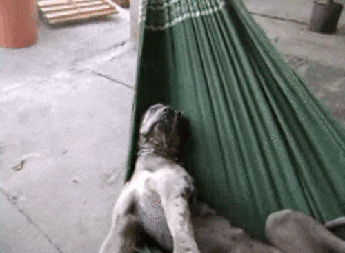 Guard Dog Gets Caught Sleeping On The Job, And No Amount Of Shame Will ...