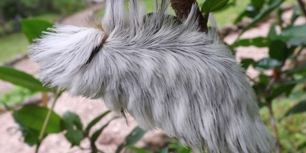 This Cute And Fuzzy Caterpillar Is Actually a Destroyer of Worlds - The ...