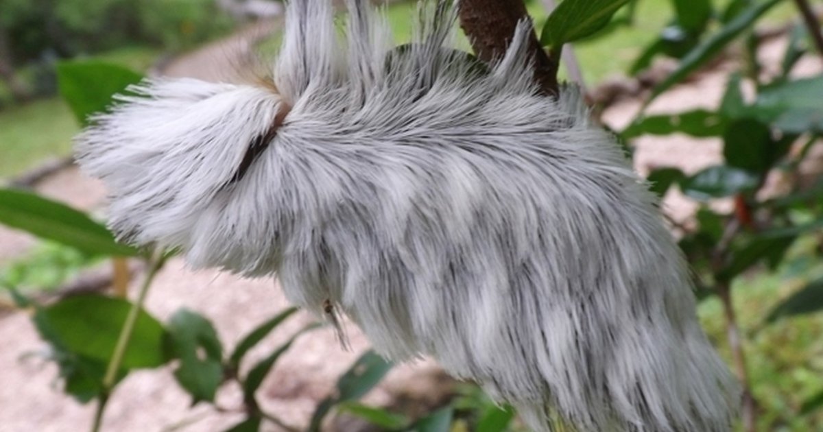 This Cute And Fuzzy Caterpillar Is Actually a Destroyer of Worlds - The ...