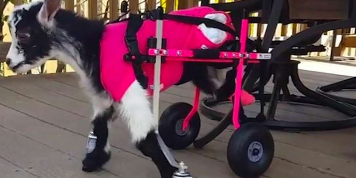Goat Lost Her Legs, So Her Family Got Her A Pink Wheelchair - The Dodo