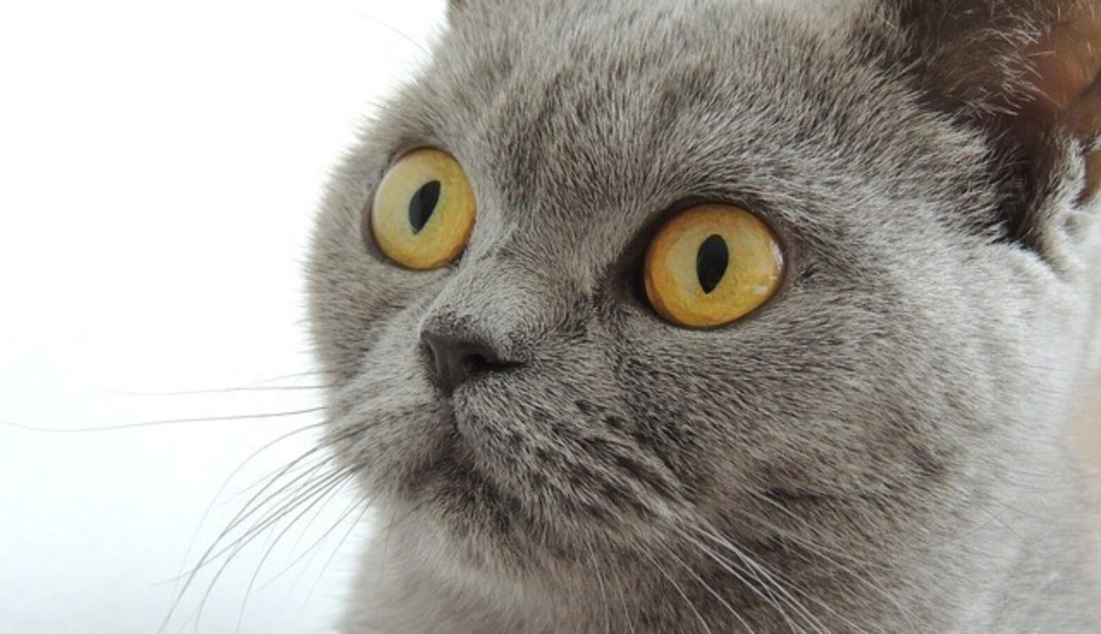 “Quacking” Cat Is Not A Master Of Disguise - The Dodo