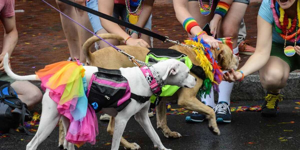 Pit Bulls March With Pride To Destroy Stereotypes - The Dodo