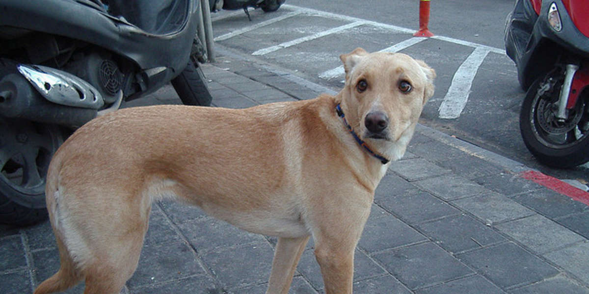 What Should You Do If You See A Stray Dog? - The Dodo